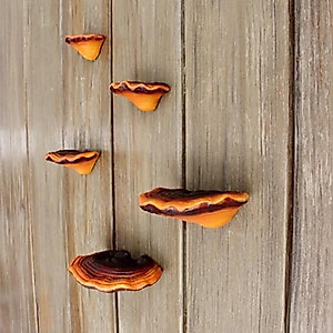 Srutueo 5 PCS Mushroom Shelf Wall Decor Small Wall Shelf Corner Wall Decor Resin for Bedroom Mushroom Decor Floating Shelves