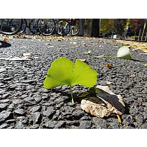 PENTAX Digital SLR Camera Q