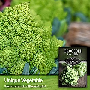 Survival Garden Seeds - Romanesco Broccoli for Planting - Packet with Instructions to Plant and Grow Delicious & Beautiful Fractal Broccoli Heads Your Home Vegetable Garden - Non-GMO Heirloom Variety