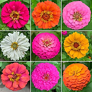 Zin Master - Zinnia Flower Seed Mix - 1 Pound - Mixed Wildflower Seeds, Attracts Bees, Attracts Butterflies, Attracts Hummingbirds, Attracts Pollinators, Easy to Grow & Maintain, Cut Flower Garden