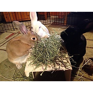 Small Pet Select 3rd Cutting "Super Soft" Timothy Hay Pet Food, 20 Lb.