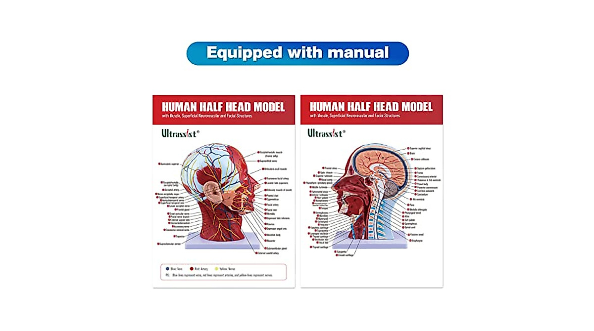 Ultrassist Human Anatomical Half-Head Model for Education