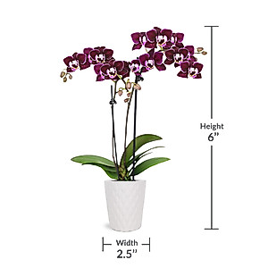 Just Add Ice JA5002 Purple Orchid in White Evi Ceramic Pottery, Live Indoor Plant, Long-Lasting Fresh Flowers, Easy to Grow Gift for Wife, Mom, Friend, Mini Home Décor Planter, 2.5" Diameter, 9" Tall