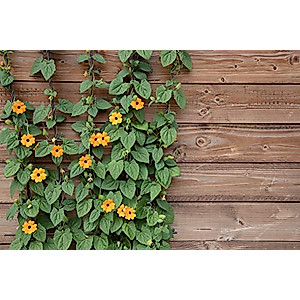 Black Eyed Susan "Vine" Flower Seeds for Planting, 25+ Heirloom Seeds Per Packet, (Isla's Garden Seeds), Non GMO Seeds, Botanical Name: Thunbergia alata, Great Home Flower Garden Gift