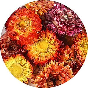 Oameusa Dried Flowers,Dried Flower Kit,Candle Making, Soap Making, AAA Food Grade-Pink Rose, Lily,Lavender,Roseleaf,Jasmine Flower,9 Bags