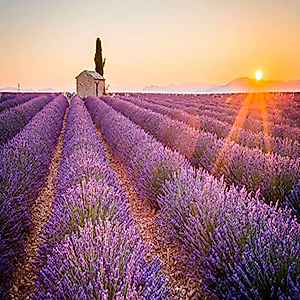 5000+ Provence Lavender Seeds Non-GMO Heirloom Garden Home for Planting, Blue