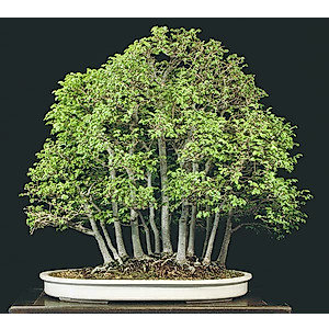 Seiju Dwarf Chinese Elm - Ulmus parvifolia - 2.5" Pot - Fairy Garden/Bonsai