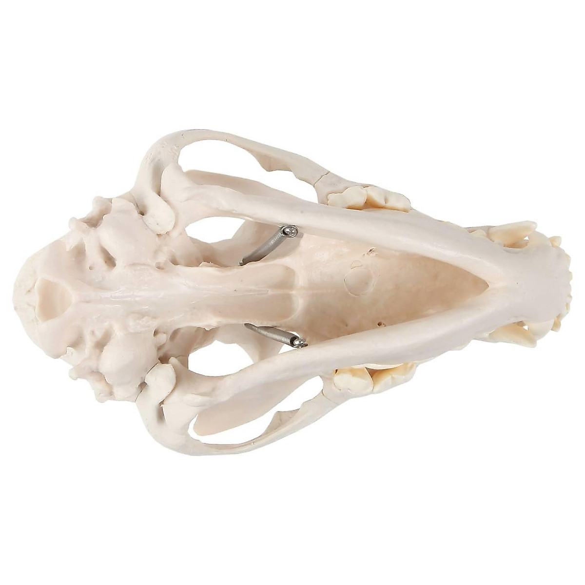Medical Anatomical Canine (Dog) Skull Model, Life Size