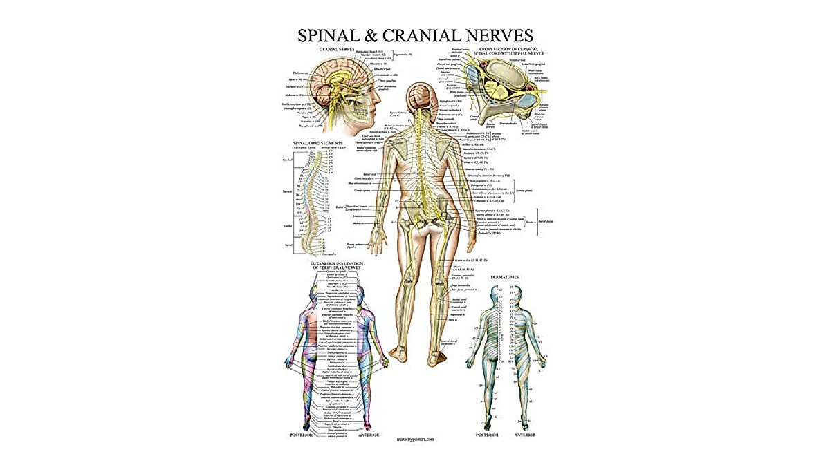 Spinal Nerves Anatomical Chart | Laminated Spine Anatomy Poster