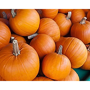 Pumpkin Seeds for Planting | Heirloom & Non-GMO | Sugar Pie Pumpkin Seed Packets with Planting Instructions