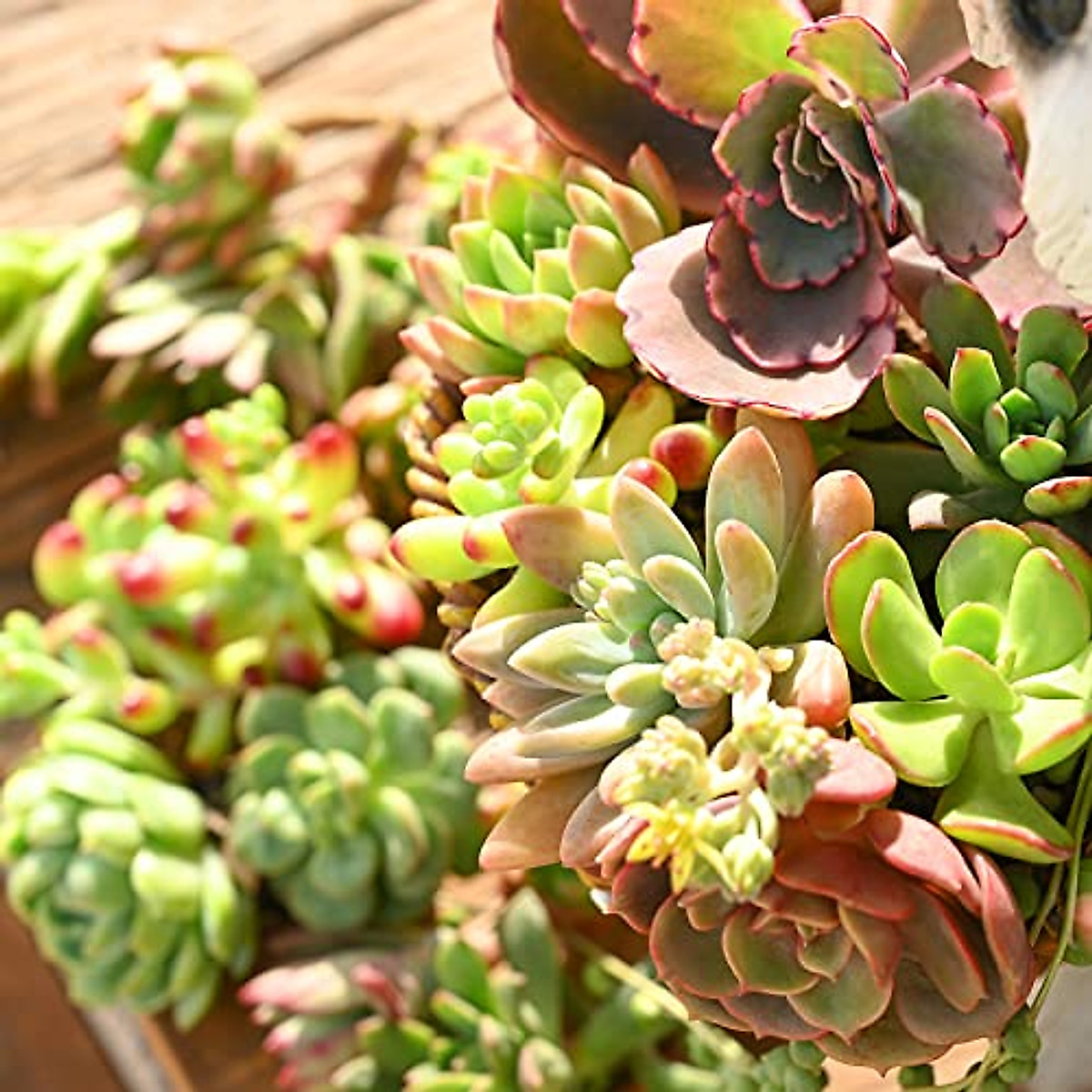 10 Assorted Live Succulent Cuttings, Rare Varieties Plant Clipping, Great for Terrariums, Mini Gardens, DIY Projects, Starter Plants, Wedding Decor Gift, No 2 Succulents Alike, Easy to Grow