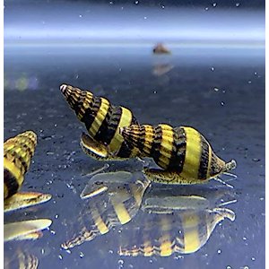 Assassin Snails x3 (Clea Helena) 1/2" to 3/4" Live Freshwater Snail Plants