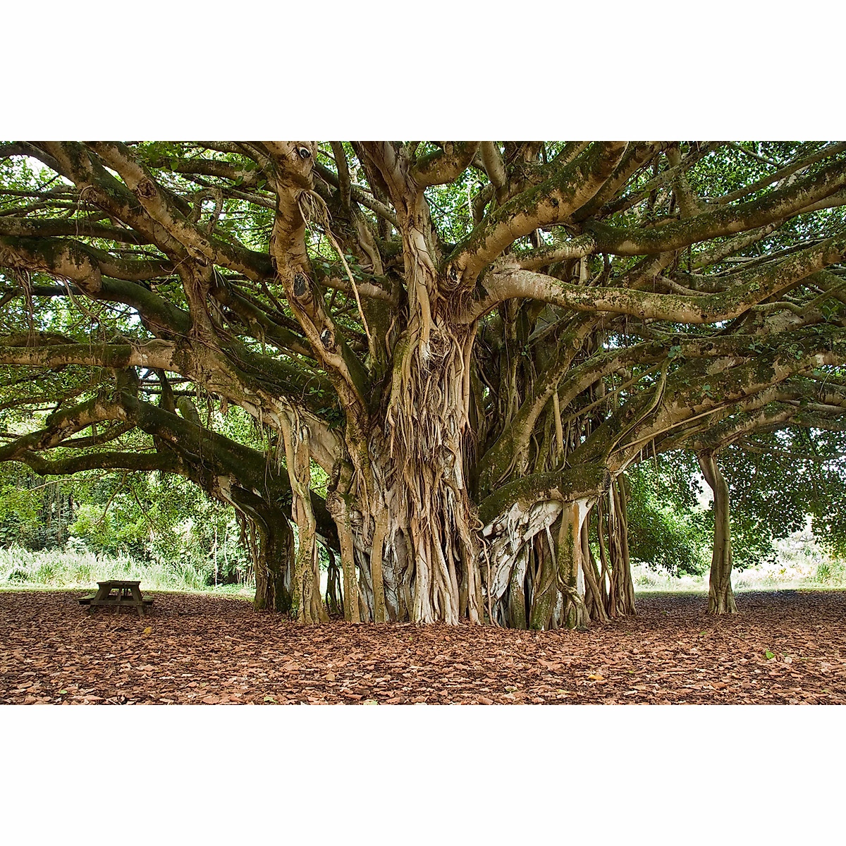 Banyan Tree Seeds for Planting - 40 Seeds of Ficus benghalensis - Indian Banian Tree - Ships from Iowa, USA