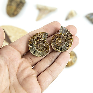 Museum Quality Fossil Collection Kit Featuring Dinosaur Fossils, Ammonites, Trilobite, Shark Tooth, Urchin and Fish Fossil - Collectors Edition Paleontology Set