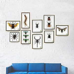 TAXIBUGS Real Beetle Display Taxidermy Odontolabis Elegans Insect Bug Entomology Box Wood Framed (Male & Female) (Wooden Box)