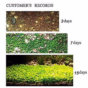 Zafina 3 Pack Aquarium Plant Seeds, Easy to Grow Aquatic Plant Seeds, Fast Growing Aquarium Carpet Seeds - Creates a Natural Ecosystem for Your Fish