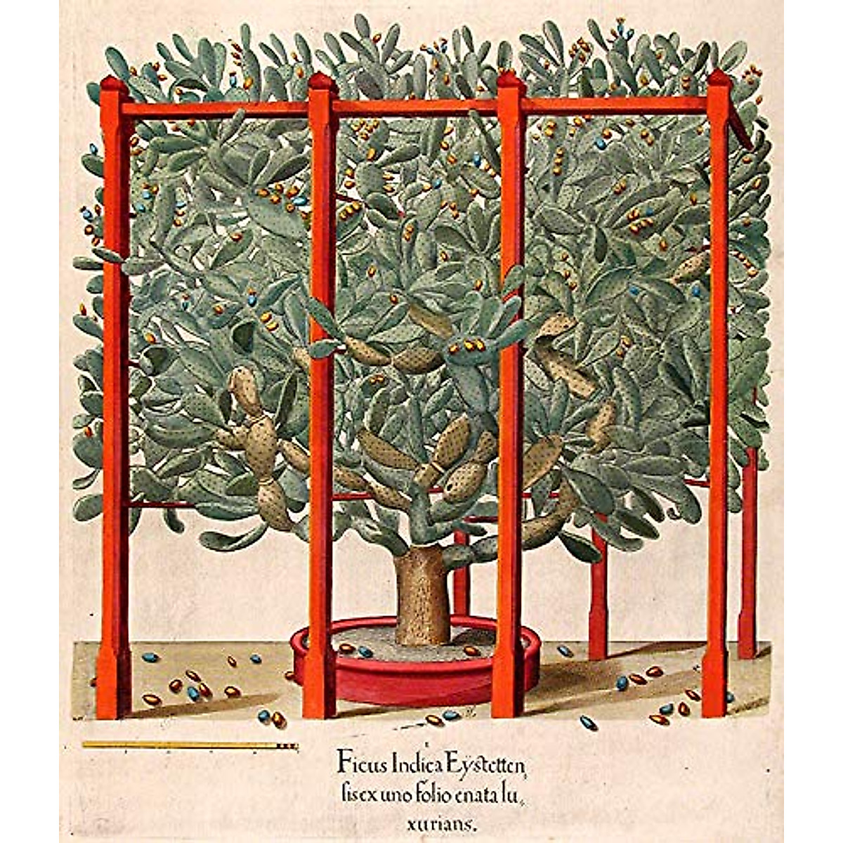 [Indian fig] Ficus Indica Eystettensis ex uno folio enata luxurians