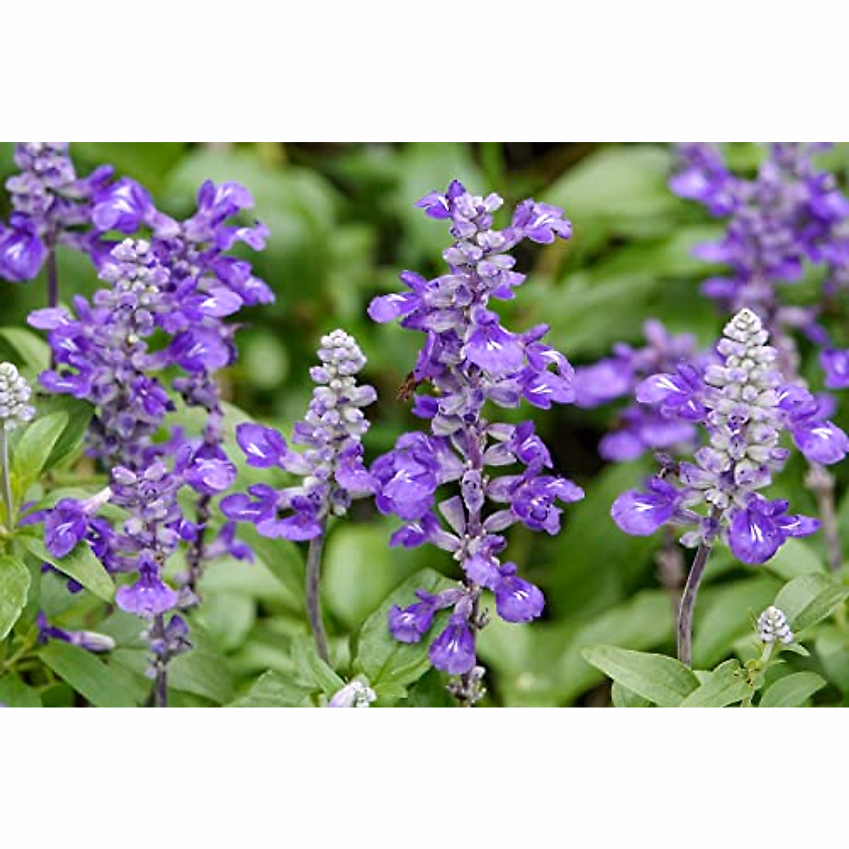 MOKALALA 50 Pcs Sage Seeds | Non-GMO | "Sapphire Blue" (Salvia farinacea) Seeds for Planting Home Garden