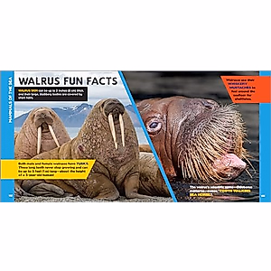 The Fascinating Ocean Book for Kids: 500 Incredible Facts! (Fascinating Facts)