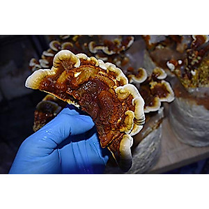 MushroomMediaOnline - 100% Soy Hull Mushroom Pellets - Ideal and Fast-Growing Substrate for Mushroom Cultivation, Oyster Mushrooms, Shiitake, and More (10 Pounds)