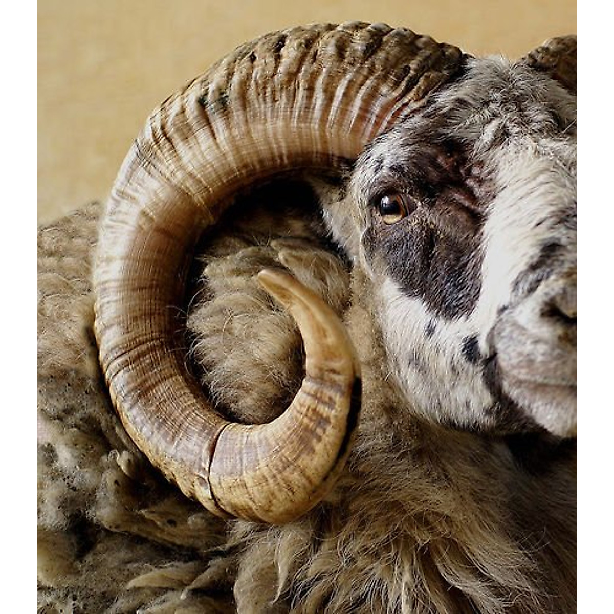 Kosher Shofar Ram's Horn Shofar Large Size 43-46cm Polished White