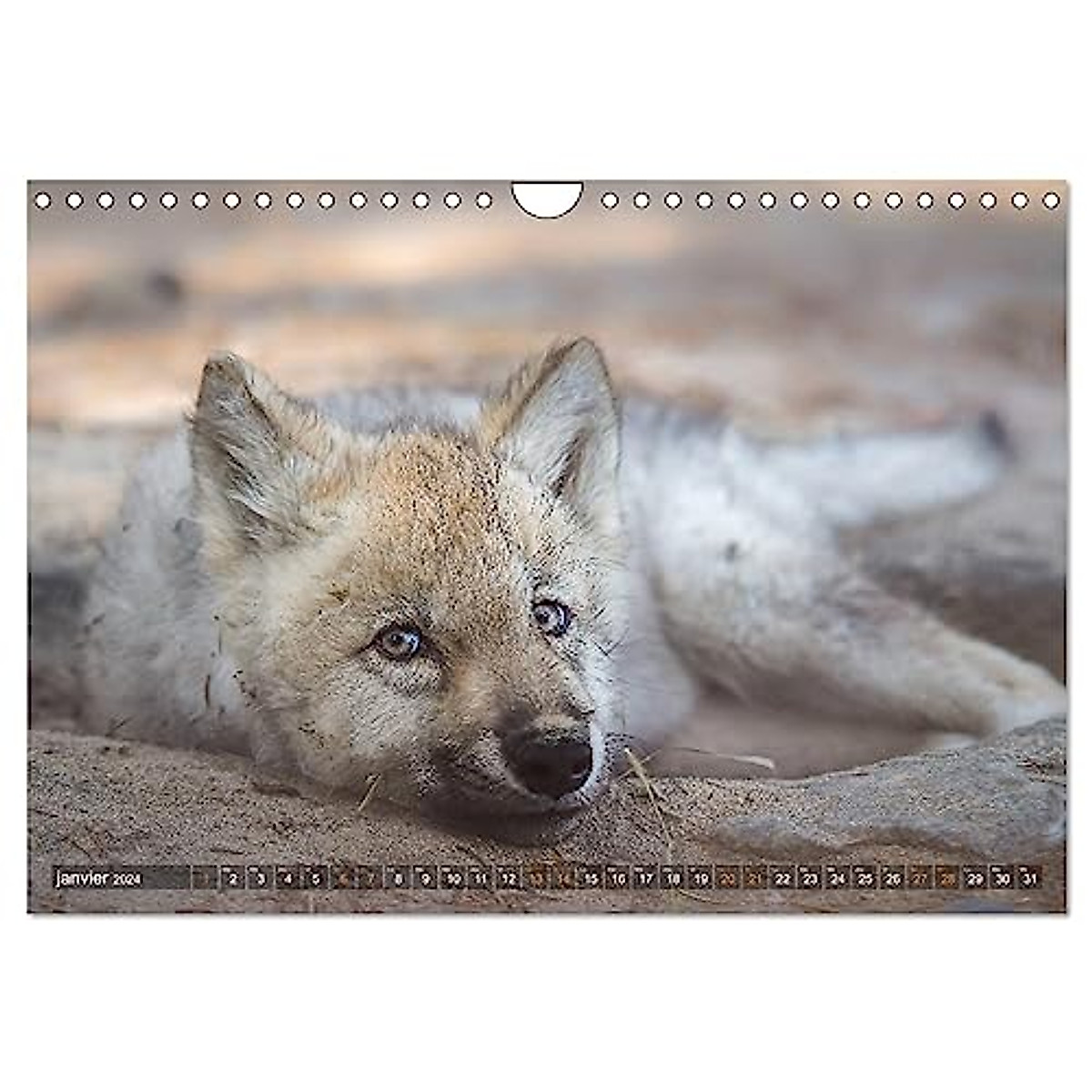 The little grey wolves (Wall Calendar 2024 DIN A4 Landscape), CALVENDO 12 Month Wall Calendar