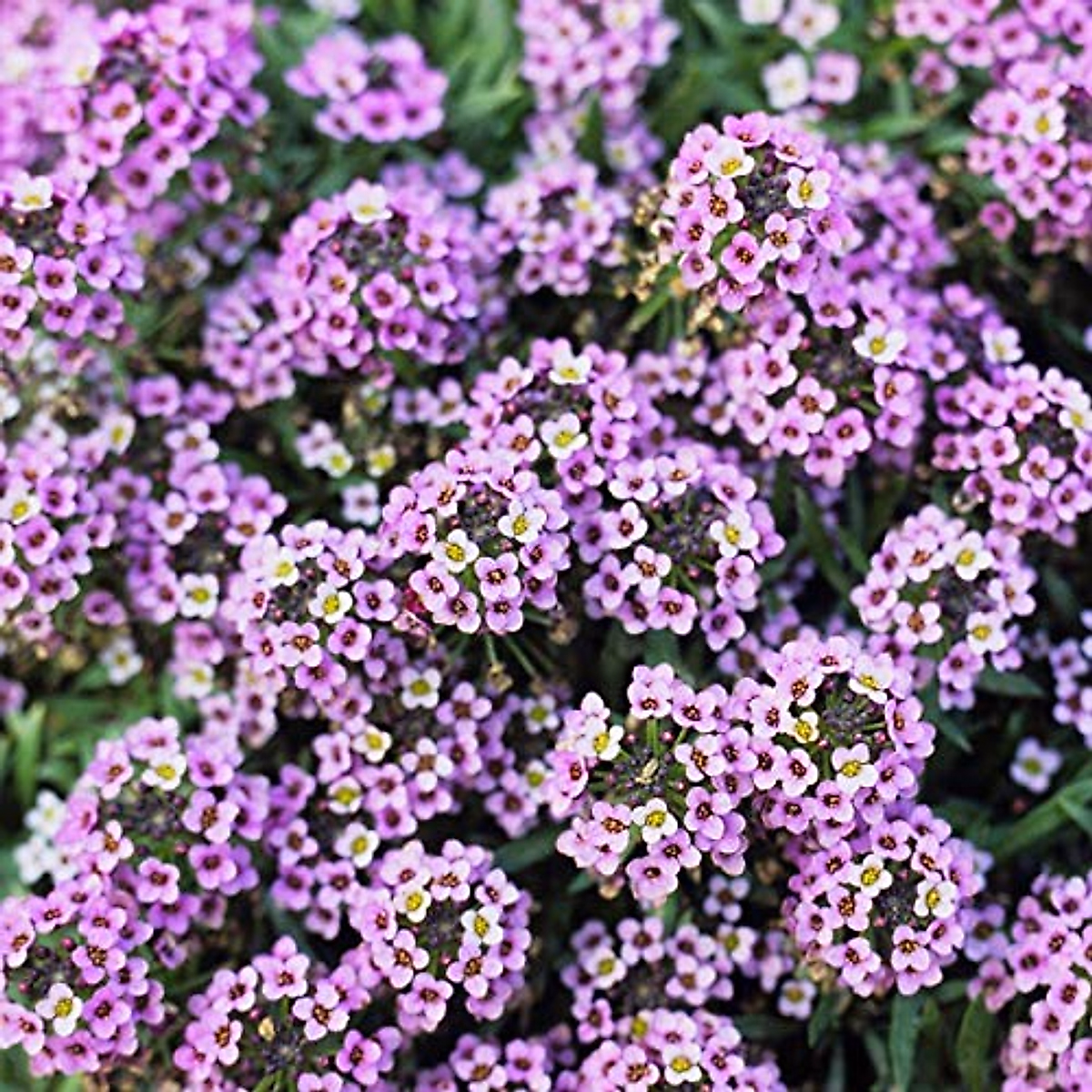 "Sweet Royal Carpet" Alyssum Flower Seeds, 1000+ Seeds Per Packet, (Isla's Garden Seeds), Non GMO Seeds, Botanical Name: Lobularia Maritima, Great Home Garden Gift
