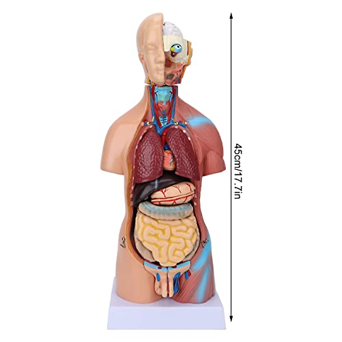 Body Internal Organs Model, Accurate Structure Human Torso Model for Hospital for School
