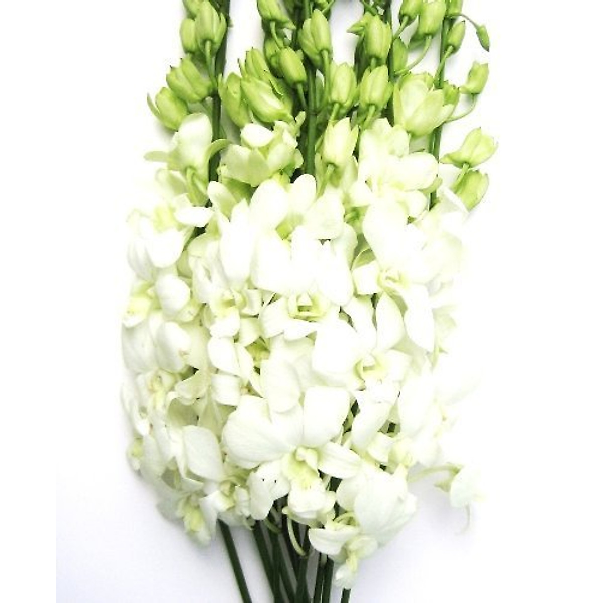 Fresh Cut Flowers - Dendrobium Orchids White