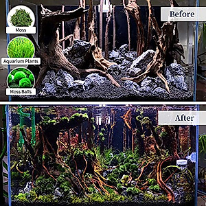 majoywoo Natural Large Driftwood for Aquarium Decor Reptile Decor, Fewer Branches 12.5-18" 2Pcs