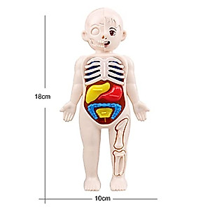 cdar Human Body Model for Kids,Human Torso Anatomy Model with Heart Brain Skeleton Head Model,Education Display 1 Set