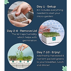 Urban Leaf Microgreens Growing Kit - Radish (Raphanus sativa), Kale (Brassica napus var pabularia), Rainbow Mix, Mustard (Brassica juncea), Spicy Mix and Broccoli Microgreens Seeds (Brassica oleracea)