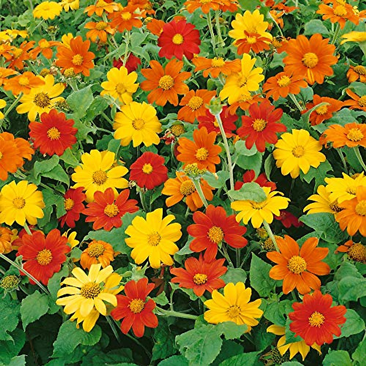 Outsidepride Orange Tithonia Mexican Sunflower Garden Cut Flowers & Climbing, Vining Plant Mix - 500 Seeds