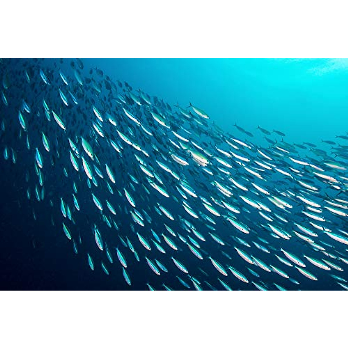 Season Mackerel in Olive Oil – Skinless & Boneless, Wild Caught, Keto Snacks, Canned Mackerel Fillets, Full of Vitamins, Low in Mercury, Kosher, Non-GMO, 20g of Protein – 4.37 Oz, 12-Pack