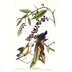 Worm eating Warbler. From"The Birds of America" (Amsterdam Edition)