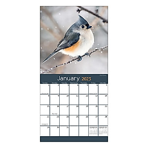 TF PUBLISHING Backyard Birds Mini Calendar 2023 | 2023 Wall Calendar 12 Month Large Grid 2023 Calendar Wall | Premium Wall Calendar 2023 Monthly | Planners + Calendars 2023 Office Calander 2023 7"x7"
