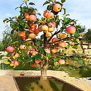 30 Pcs Dwarf Bonsai Apple Tree Seeds, Grow Exotic Indoor Fruit Tree Rare Seeds
