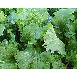 David's Garden Seeds Mustard Greens Green Wave 3498 (Green) 200 Non-GMO, Heirloom Seeds