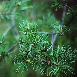 Purple Star 80 PCS Artificial Green Pine Needles Branches-4.0" x 2.0 Inch Pine Twigs Stems Picks-Fake Greenery Pine Picks for Christmas Garland Wreath and Home Holiday Garden Decoration (80pcs)