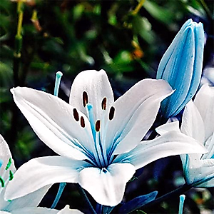 YEGAOL Garden Blue Lily Seeds 50Pcs Rare Flower Seeds Non-GMO Perennial Beautiful Bonsai Patio Garden Plant