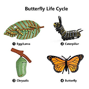 UANDME 4pcs Butterfly Life Cycle Kit Lifestyle Stages of Monarch Butterfly Teaching Tools for Kids, Students