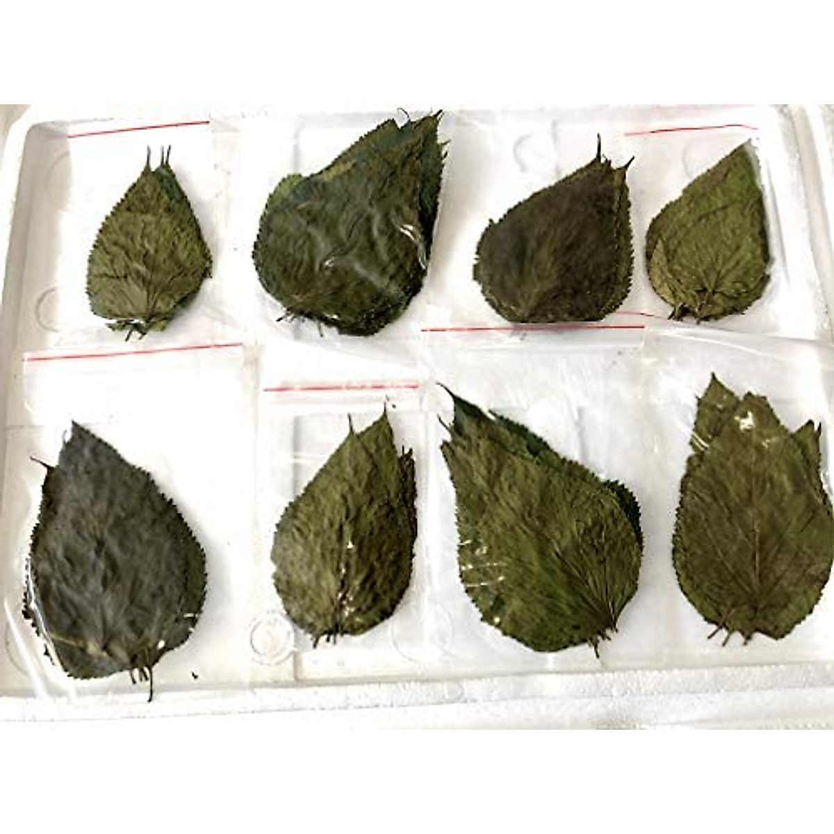 JungleAquashrimp Dry Mulberry Leaves Organic Protein Food Crystal Red Cherry Shrimp Aquarium (10 Leaves)