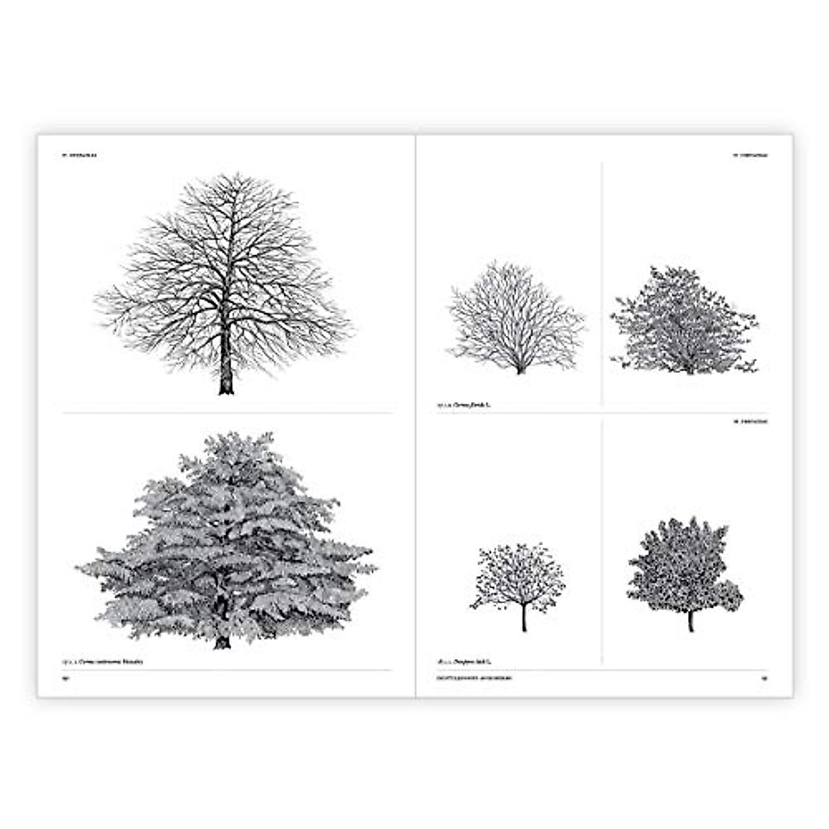 The Architecture of Trees