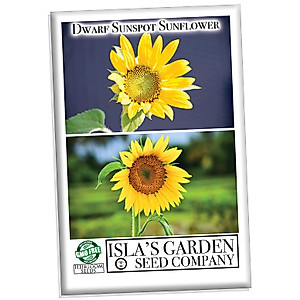 Dwarf Sunspot Sunflower Seeds for Planting, 25+ Flower Seeds Per Packet, (Isla's Garden Seeds), Non GMO & Heirloom Seeds, Botanical Name: Helianthus Annuus, Great Home Garden Gift