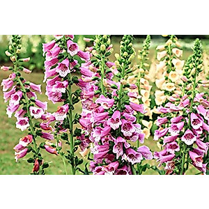Foxglove Flower Seeds for Planting, 5500+ Heirloom Flower Seeds Per Packet, (Isla's Garden Seeds), Non GMO Seeds, Scientific Name: Digitalis
