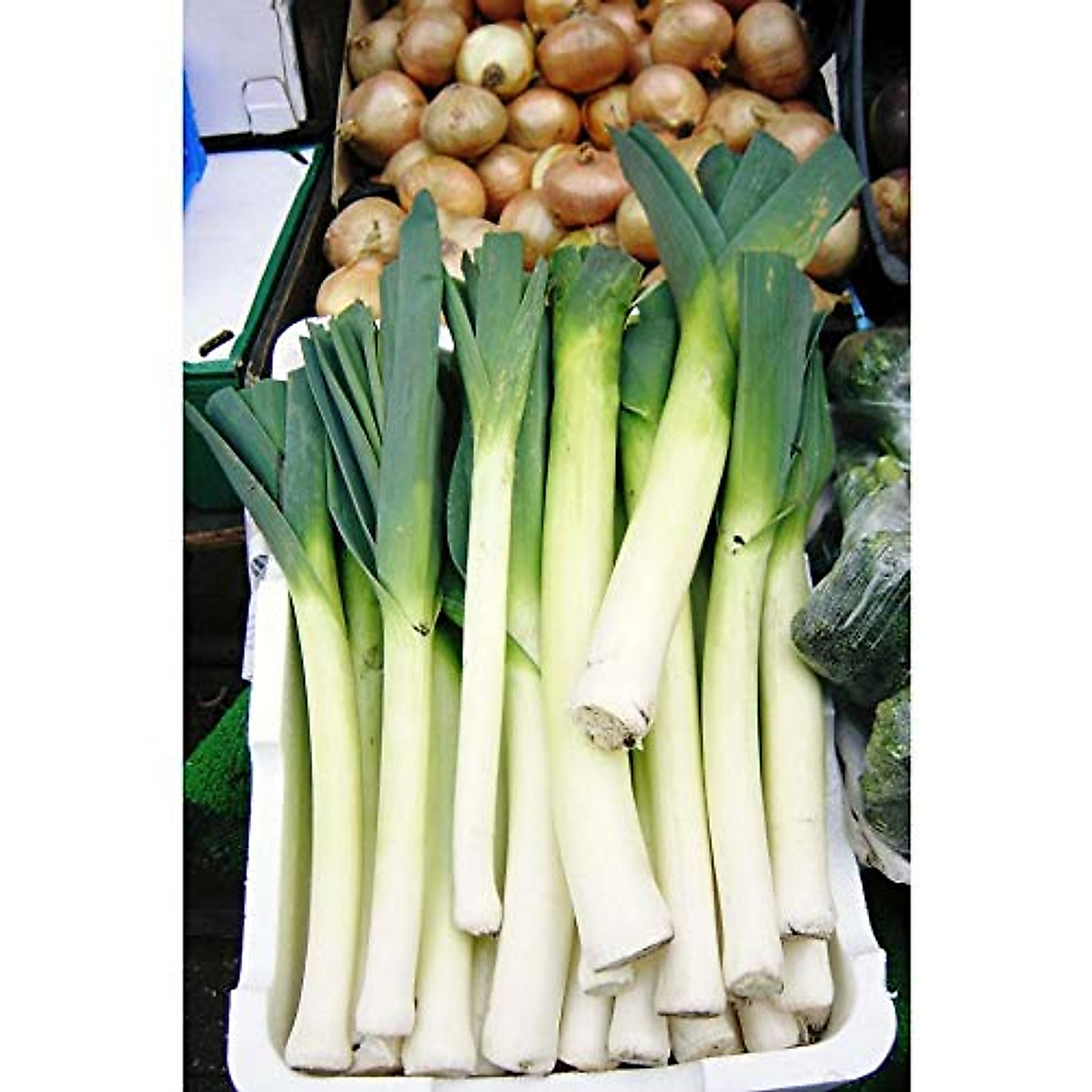 Large American Flag Leek Seeds for Planting (300mg) | Non GMO, Heirloom, USA Seeds | Garden Vegetable Scallion Onion | Crisp Sweet Flavor Great Tasting