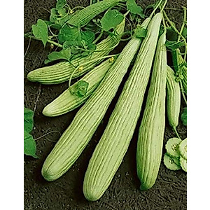 David's Garden Seeds Cucumber Slicing Armenian Yard Long FBA-9184 (Green) 25 Non-GMO, Heirloom Seeds