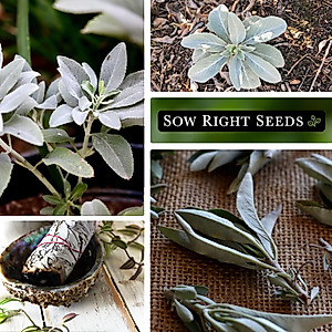 Sow Right Seeds - White Sage Seed for Planting - Non-GMO Heirloom Packet with Instructions for Planting and Growing a Home Herb Garden - Indoors or Outdoors - Make Your Own Herbal Incense (2)