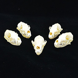 Hot Fox Skull Taxidermy Supplies Art Bone Vet Medicine 1:1