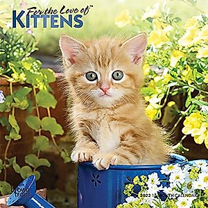 For the Love of Kittens 2022 7 x 7 Inch Monthly Mini Wall Calendar with Foil Stamped Cover, Animals Cats Feline